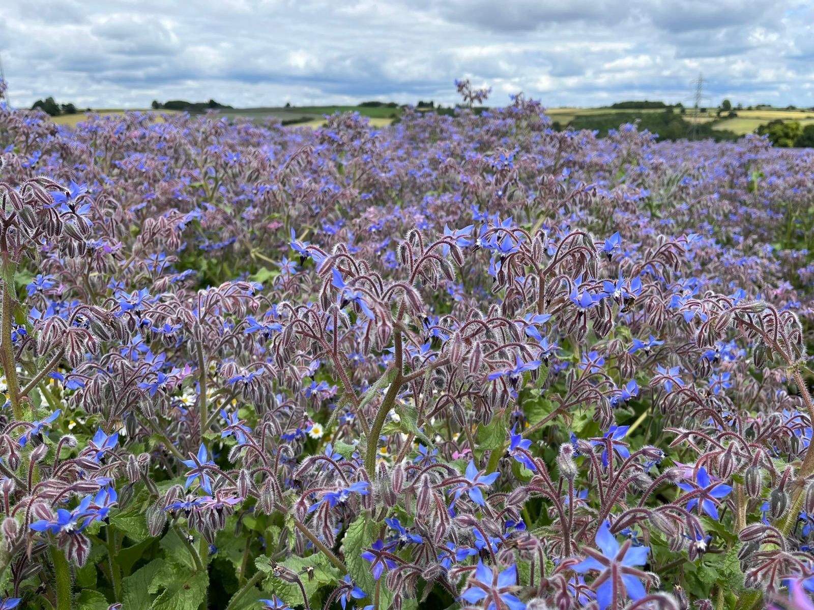 Borage collaboration | Cefetra